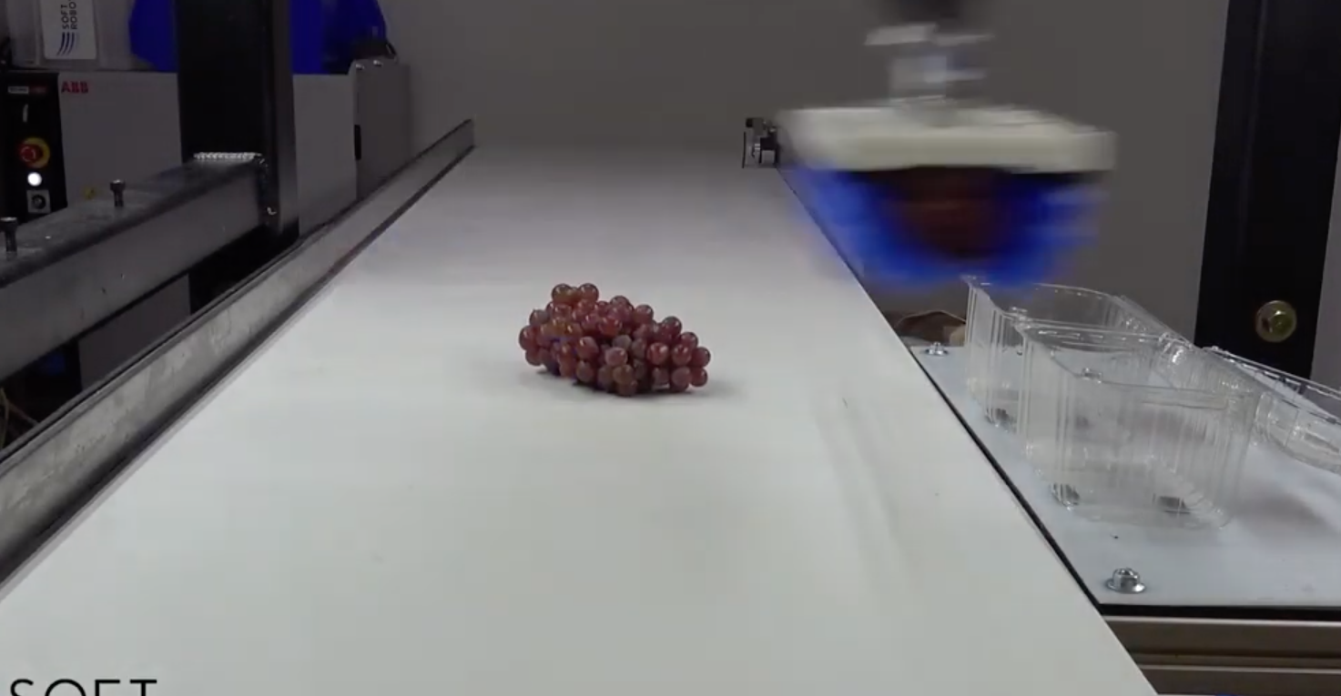 Soft Robotics Automation - Grape Handling - Soft Robotics Soft Robotics Automation - Grape Handling - Soft Robotics
