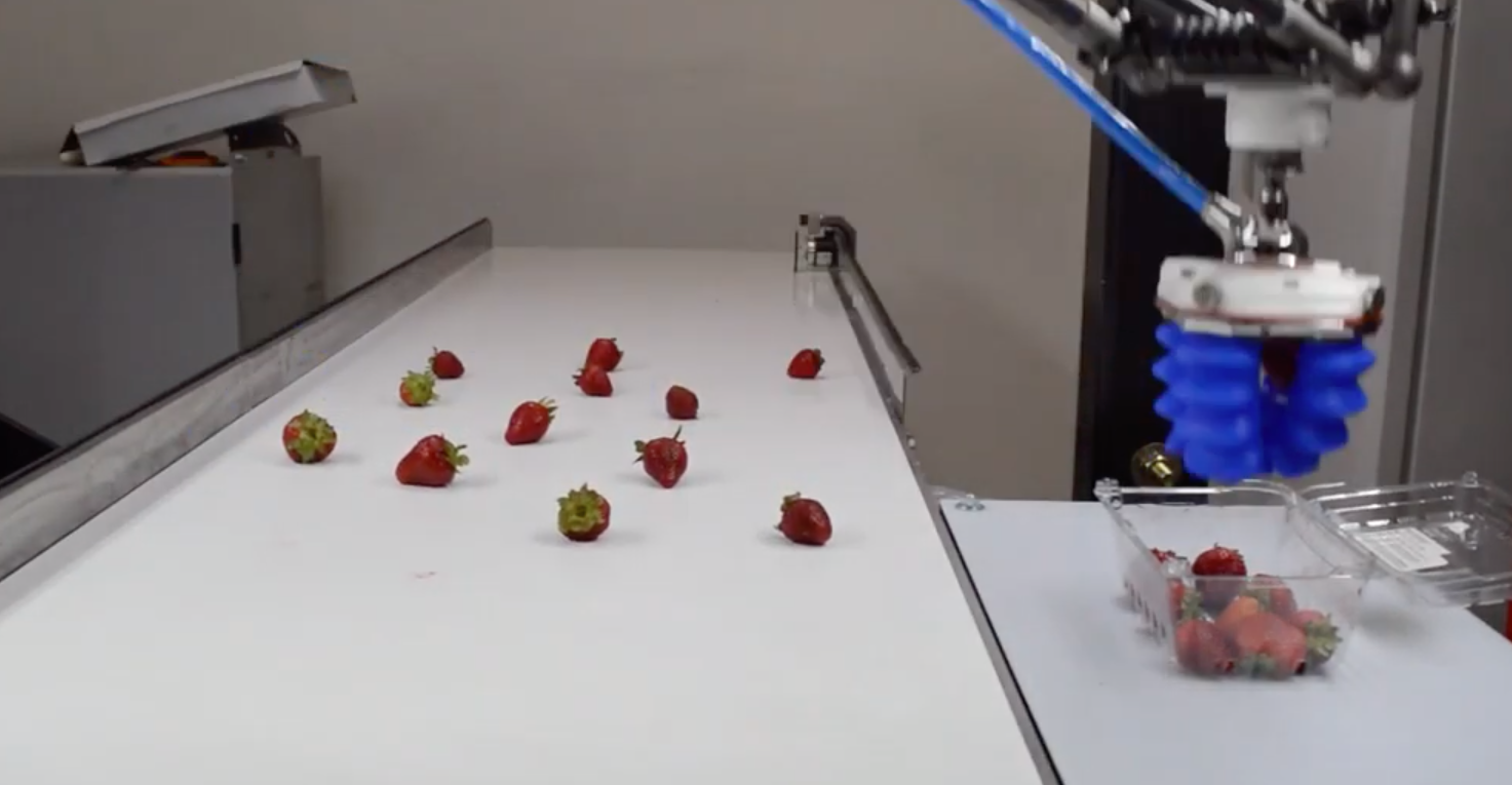 Soft Robotics Automation: Strawberries Demonstration - Soft Robotics Soft Robotics Automation: Strawberries Demonstration - Soft Robotics
